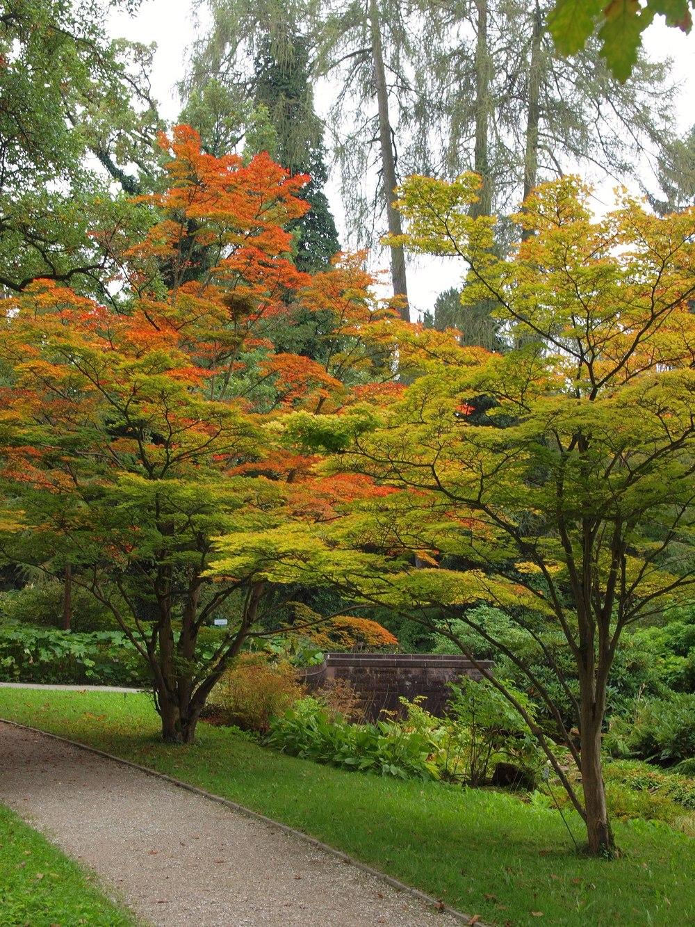 Siebold Maple (Acer sieboldianum) - Garden.org