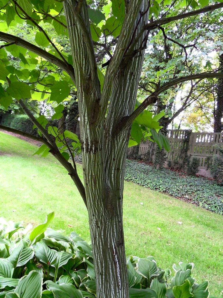 Manchurian Striped-Bark Maple (Acer tegmentosum) - Garden.org