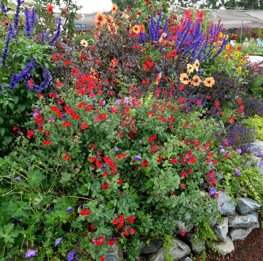 Photo of the entire plant of Salvia (Salvia microphylla 'Royal Bumble ...