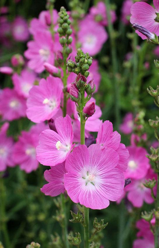Photo of the bloom of Prairie Mallow (Sidalcea malviflora 'Purpetta ...