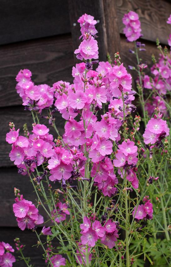 Photo of the bloom of Prairie Mallow (Sidalcea malviflora 'Purpetta ...