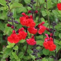 Photo of the bloom of Salvia (Salvia microphylla 'Royal Bumble') posted ...