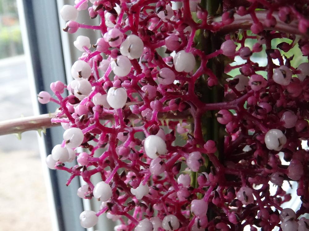 Urera nitida - Garden.org