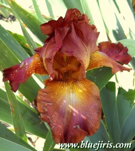 Tall Bearded Iris (Iris 'Fruit of Maroon') in the Irises Database ...