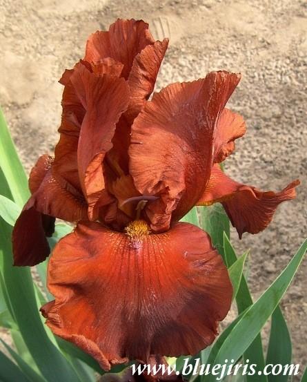 Tall Bearded Iris (Iris 'Inferno') in the Irises Database - Garden.org