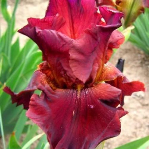 Tall Bearded Iris (Iris 'Scarlet O'Harlett') in the Irises Database ...