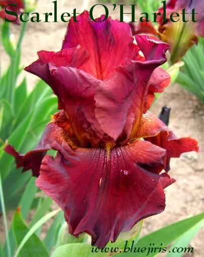 Photo of the bloom of Tall Bearded Iris (Iris 'Scarlet O'Harlett ...
