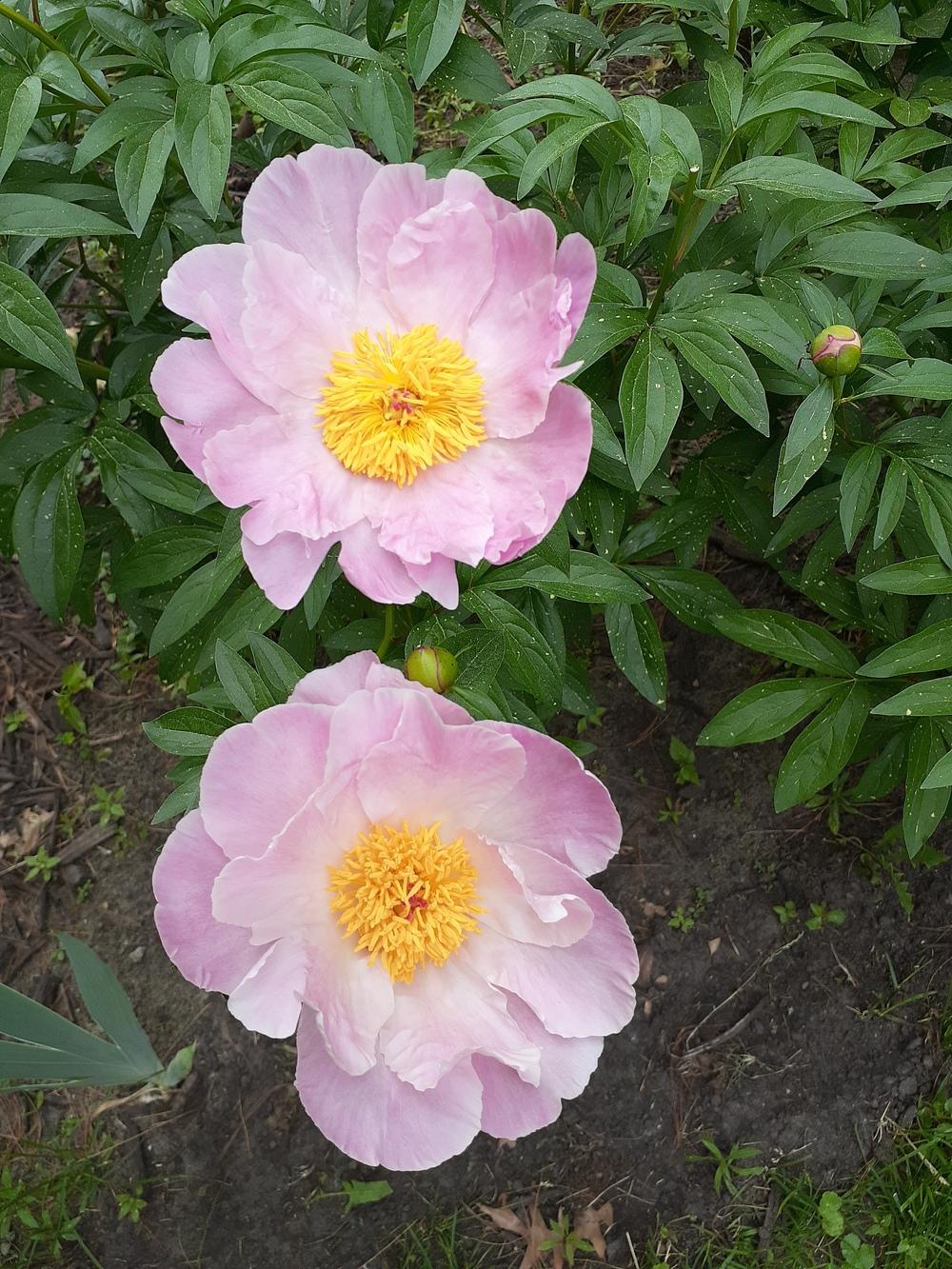Photo of the bloom of Chinese Peony (Paeonia lactiflora 'Sea Shell ...