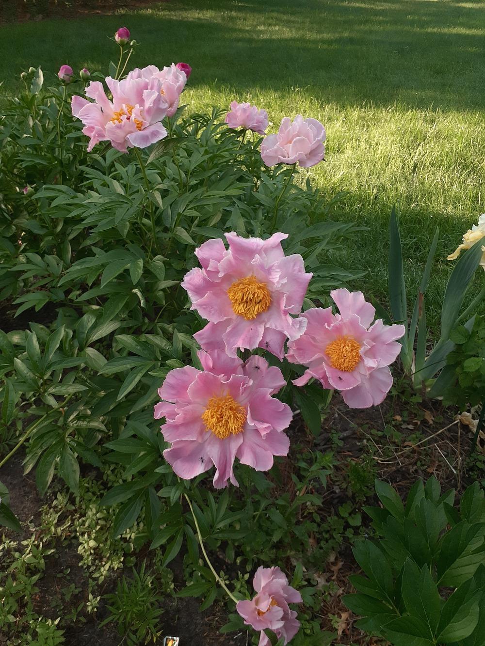 Photo of the entire plant of Chinese Peony (Paeonia lactiflora 'Sea ...