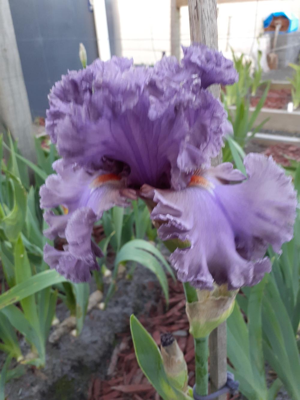 Photo of the bloom of Tall Bearded Iris (Iris 'Taffeta Princess ...