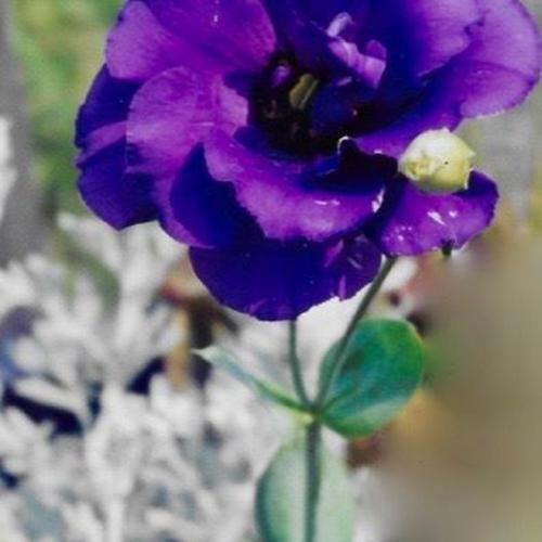 Lisianthus (Eustoma russellianum 'Lisa Blue') - Garden.org