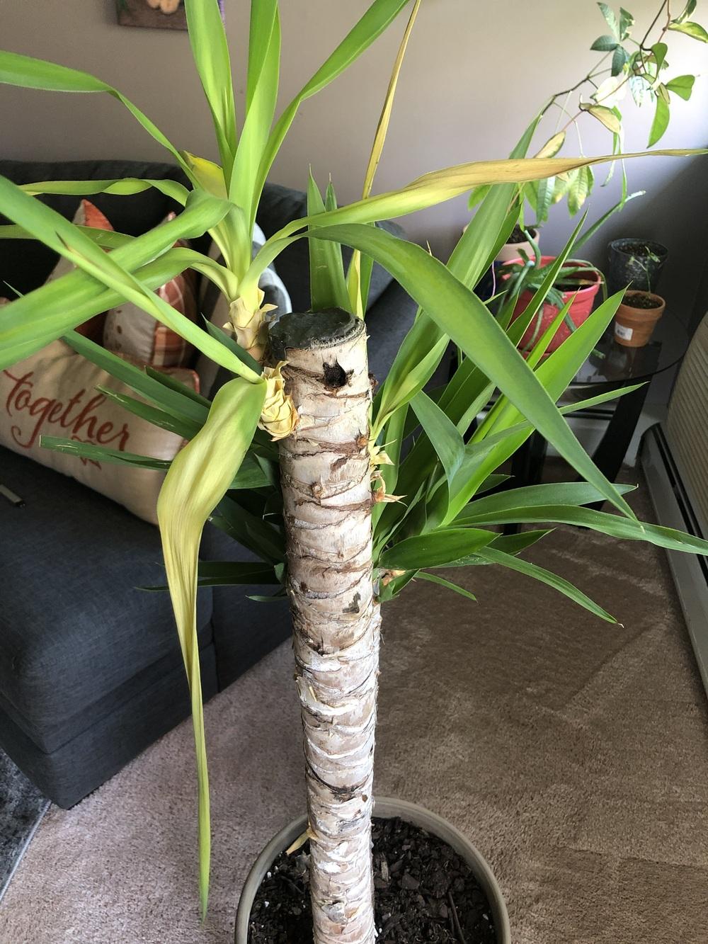 Blue Stem Yucca Wilting, Dieing & Rotting in the Houseplants forum ...