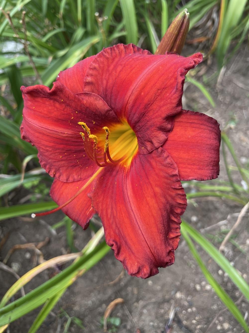 Daylily of the Day: Funny Valentine in the Plants of the Day forum ...