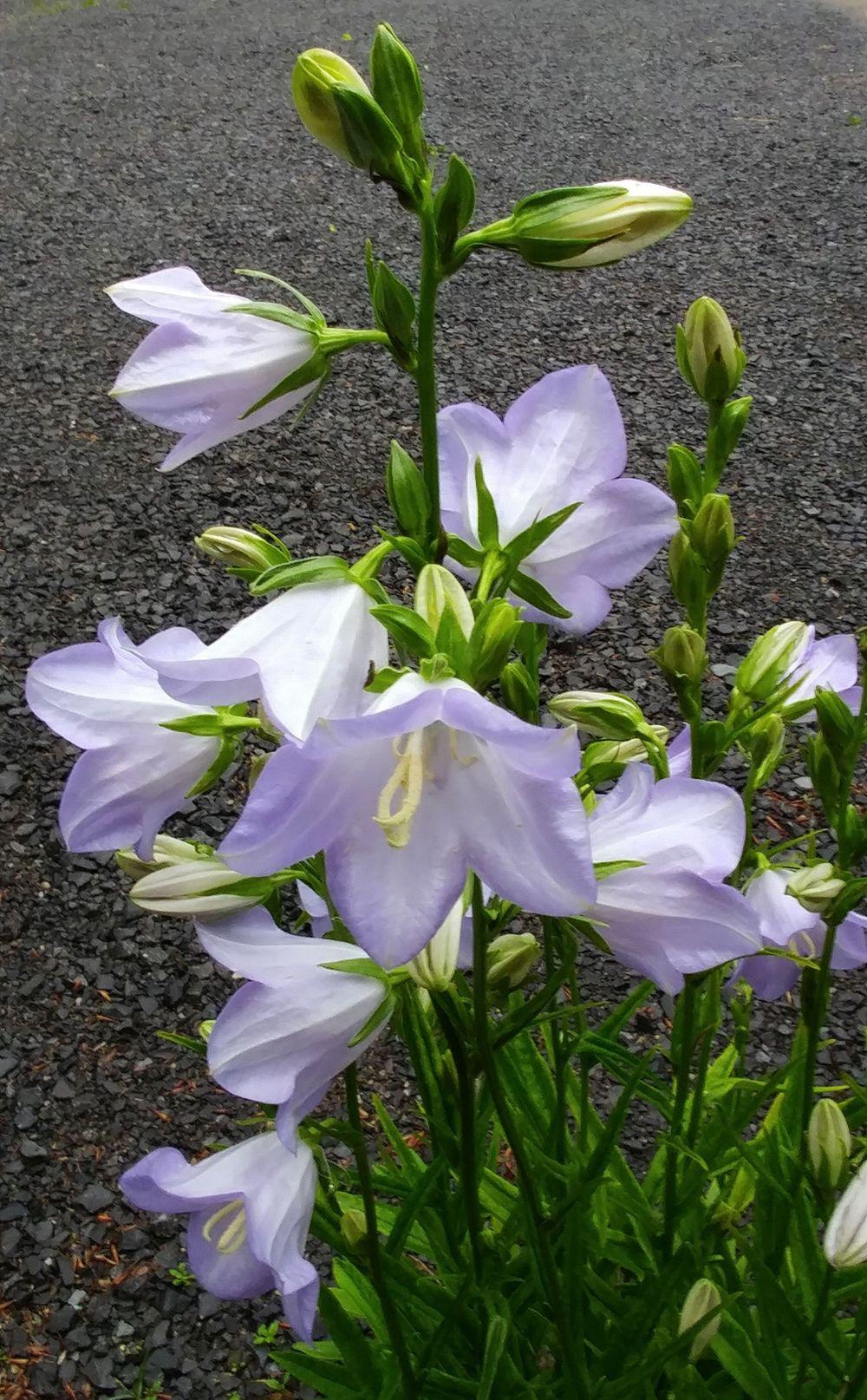 Photo of the closeup of buds, sepals and receptacles of Bellflower ...