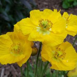Iceland Poppy (Papaver nudicaule 'Spring Fever Yellow') in the Poppies ...
