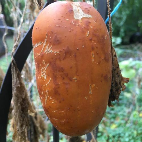 Cucumber (Cucumis sativus 'Hmong Red') in the Cucumbers Database ...