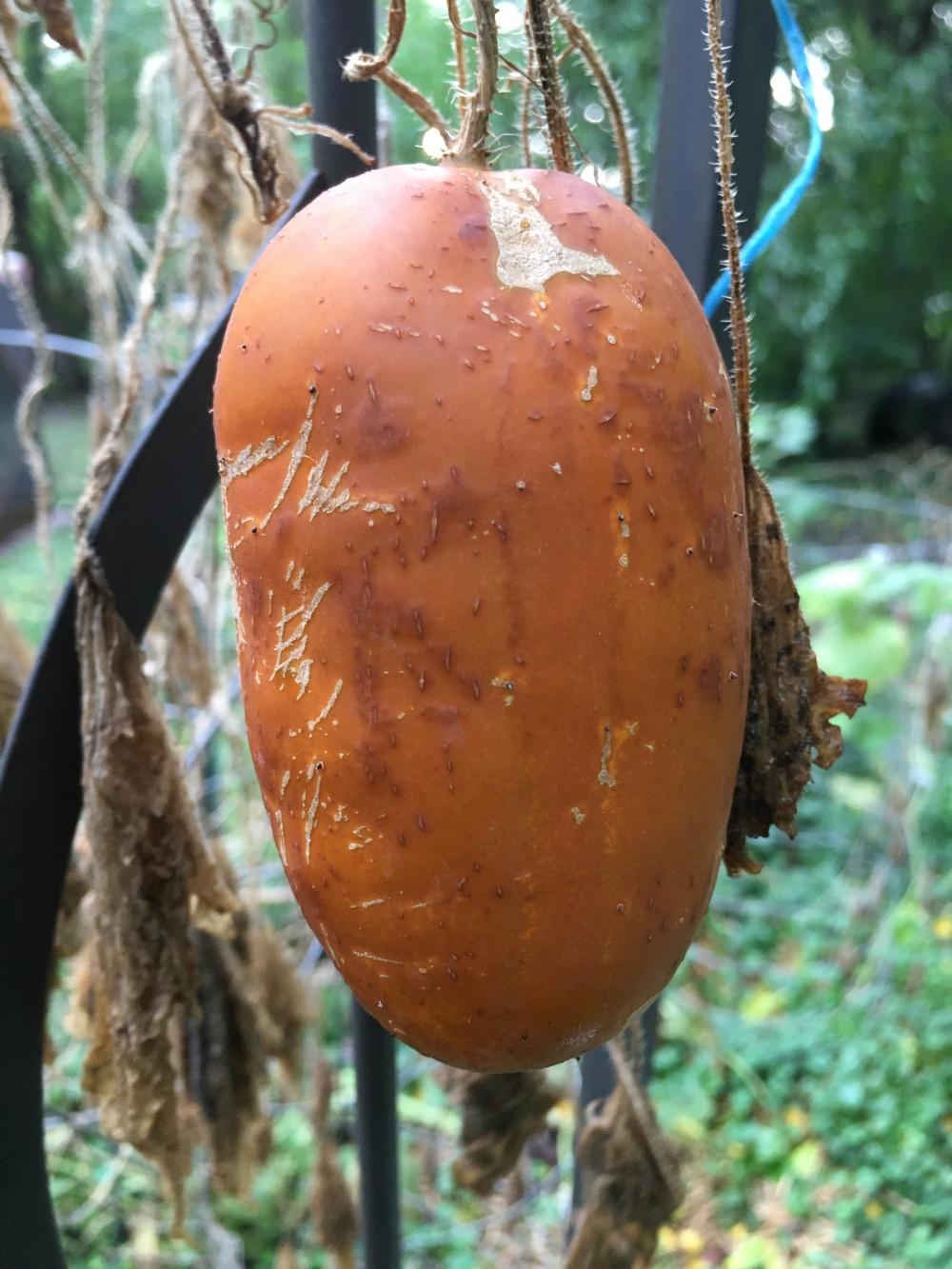Cucumber (Cucumis sativus 'Hmong Red') in the Cucumbers Database ...