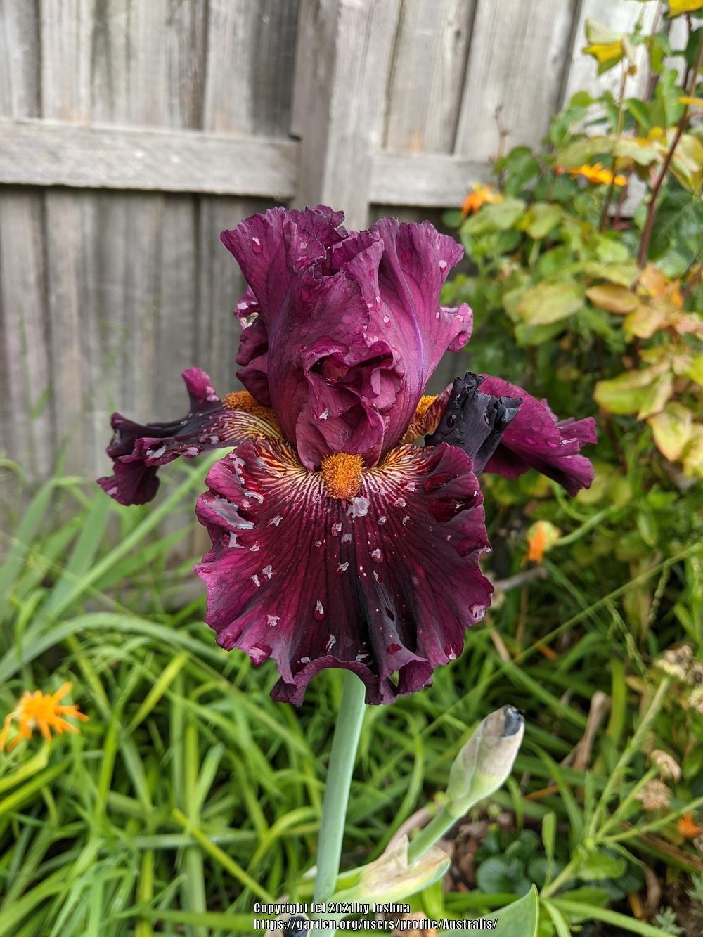 Tall Bearded Iris (Iris 'Ruby Torch') in the Irises Database - Garden.org