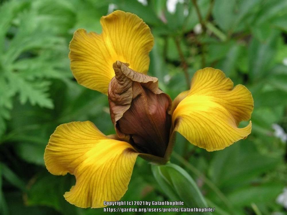 Photo of the bloom of Dutch Iris (Iris x hollandica 'Bronze Beauty ...