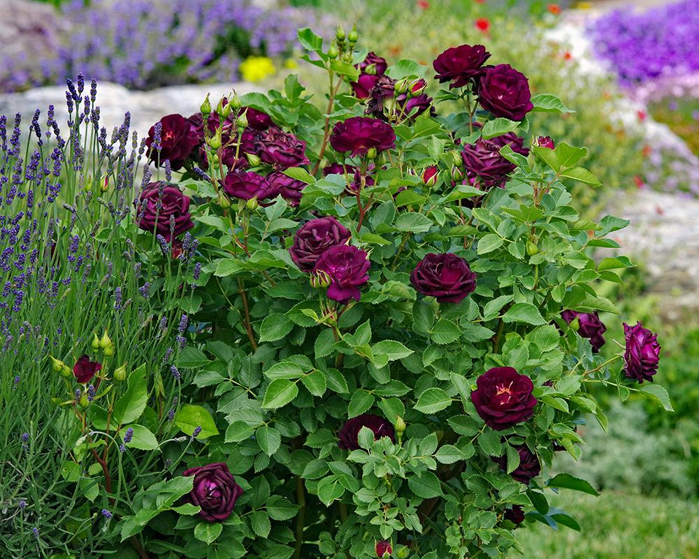 Photo of the entire plant of Rose (Rosa 'Midnight Blue') posted by ...