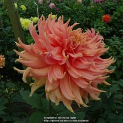 Photo of the bloom of Dahlia 'Fairway Spur' posted by kniphofia ...