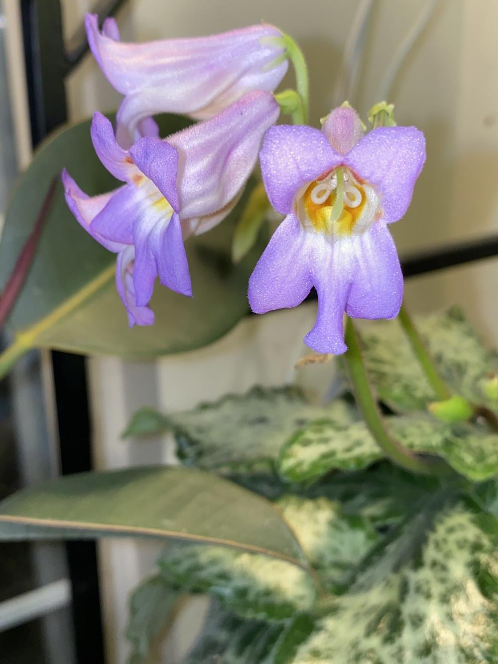 Photo of the bloom of Chirita (Primulina dryas 'Hisako') posted by ...