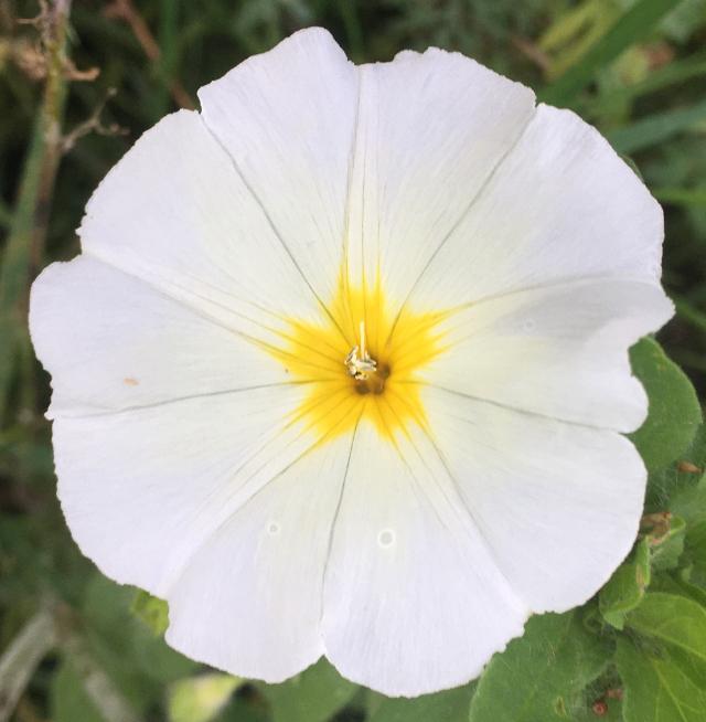 Photo of the bloom of Convolvulus posted by Robert147red - Garden.org