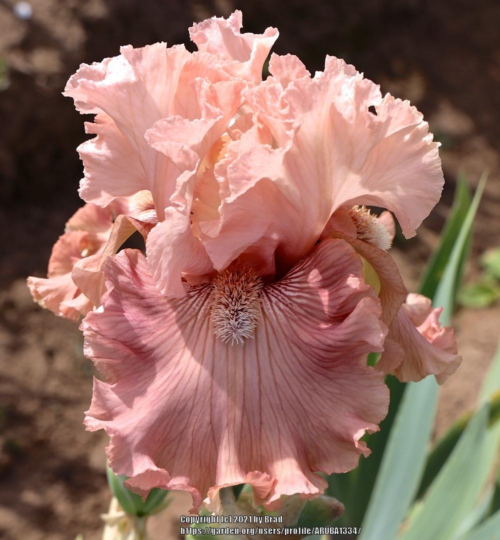 Tall Bearded Iris (Iris 'Cross Your Heart') in the Irises Database ...