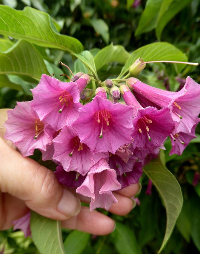Iochroma 'Princess' - Garden.org