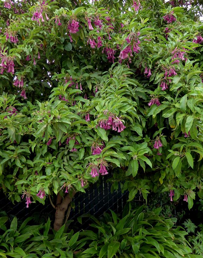 Photo of the entire plant of Iochroma 'Princess' posted by Calif_Sue ...