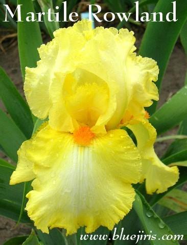 Photo of the bloom of Tall Bearded Iris (Iris 'Martile Rowland') posted ...