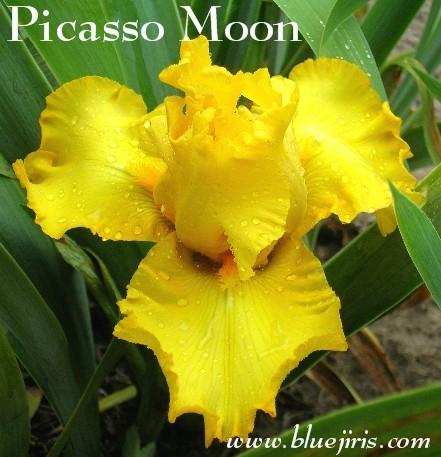Photo of the bloom of Tall Bearded Iris (Iris 'Picasso Moon') posted by ...