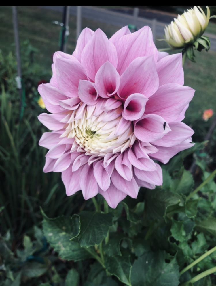 Photo of the bloom of Dahlia 'Alloway Candy' posted by Lucichar ...