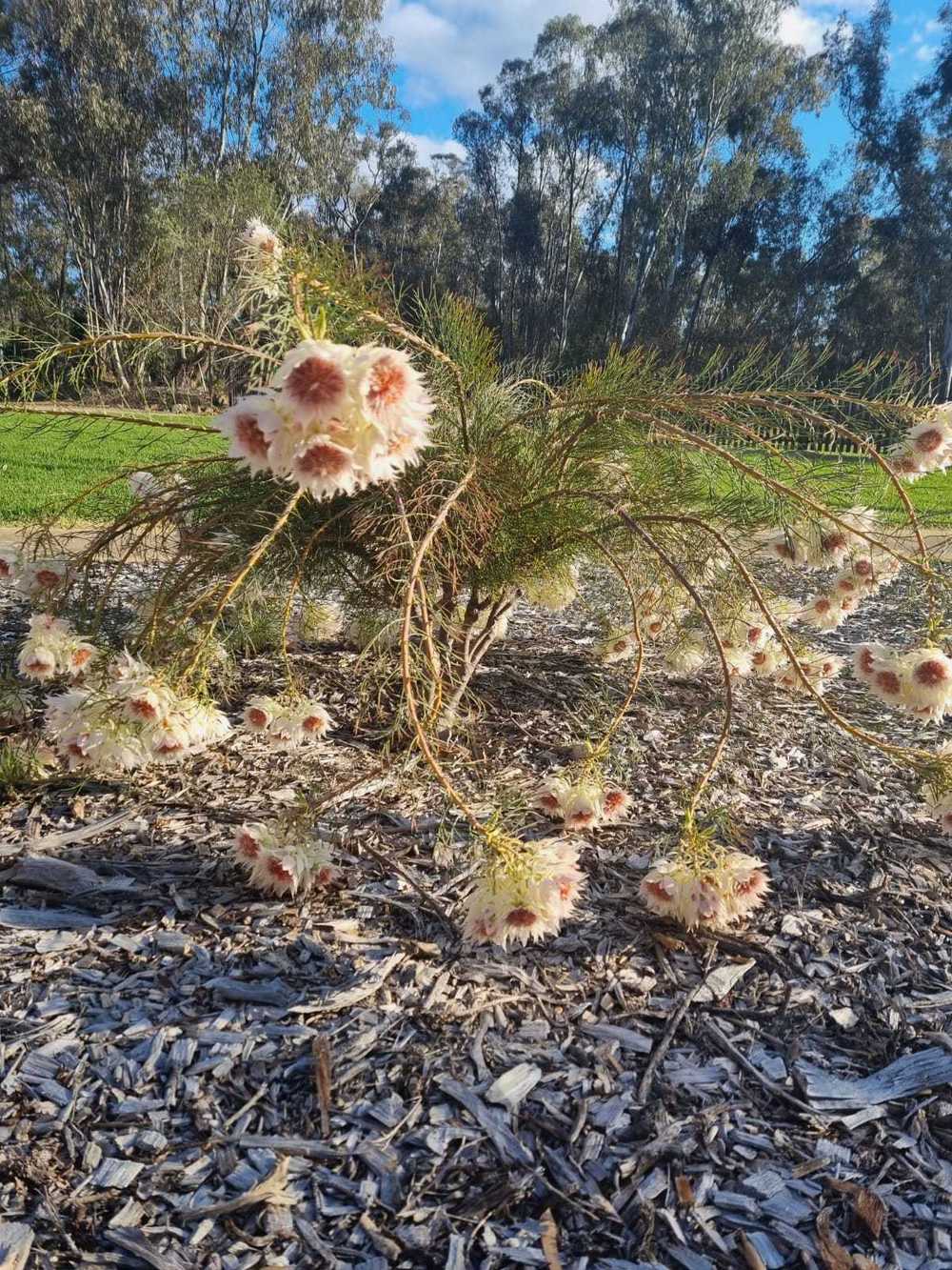 Photo of the entire plant of Blushing Bride (Serruria florida) posted ...