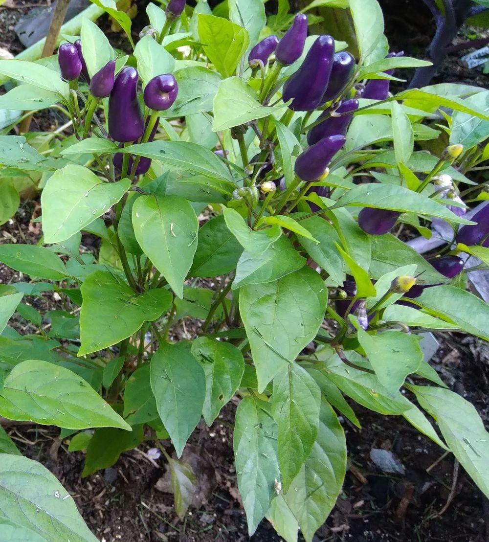 Ornamental Pepper (Capsicum annuum 'Aurora') in the Peppers Database ...