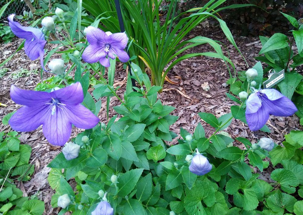 Photo of the entire plant of Balloon Flower (Platycodon grandiflorus ...
