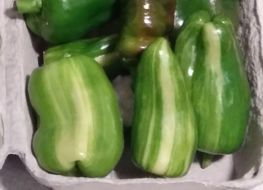 Photo of the fruit of Pepper (Capsicum 'Candy Cane Red') posted by ...