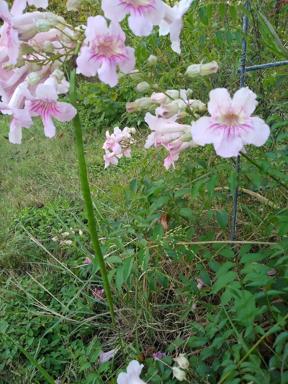 Photo of the seed pods or heads of Bower Vine (Pandorea jasminoides ...