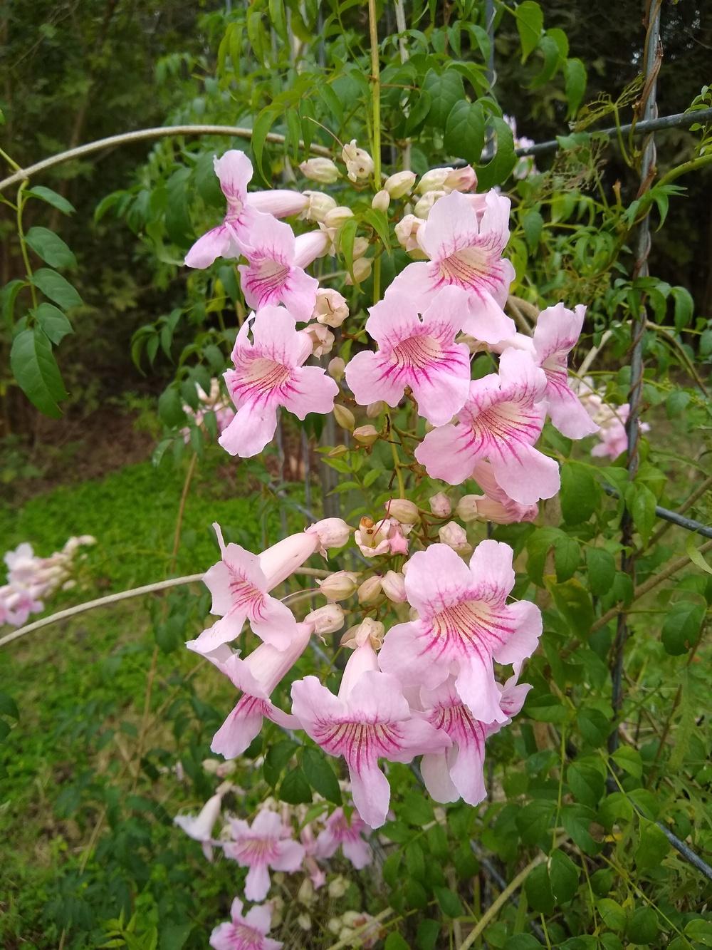 Bower Climber (Pandorea jasminoides) - Garden.org