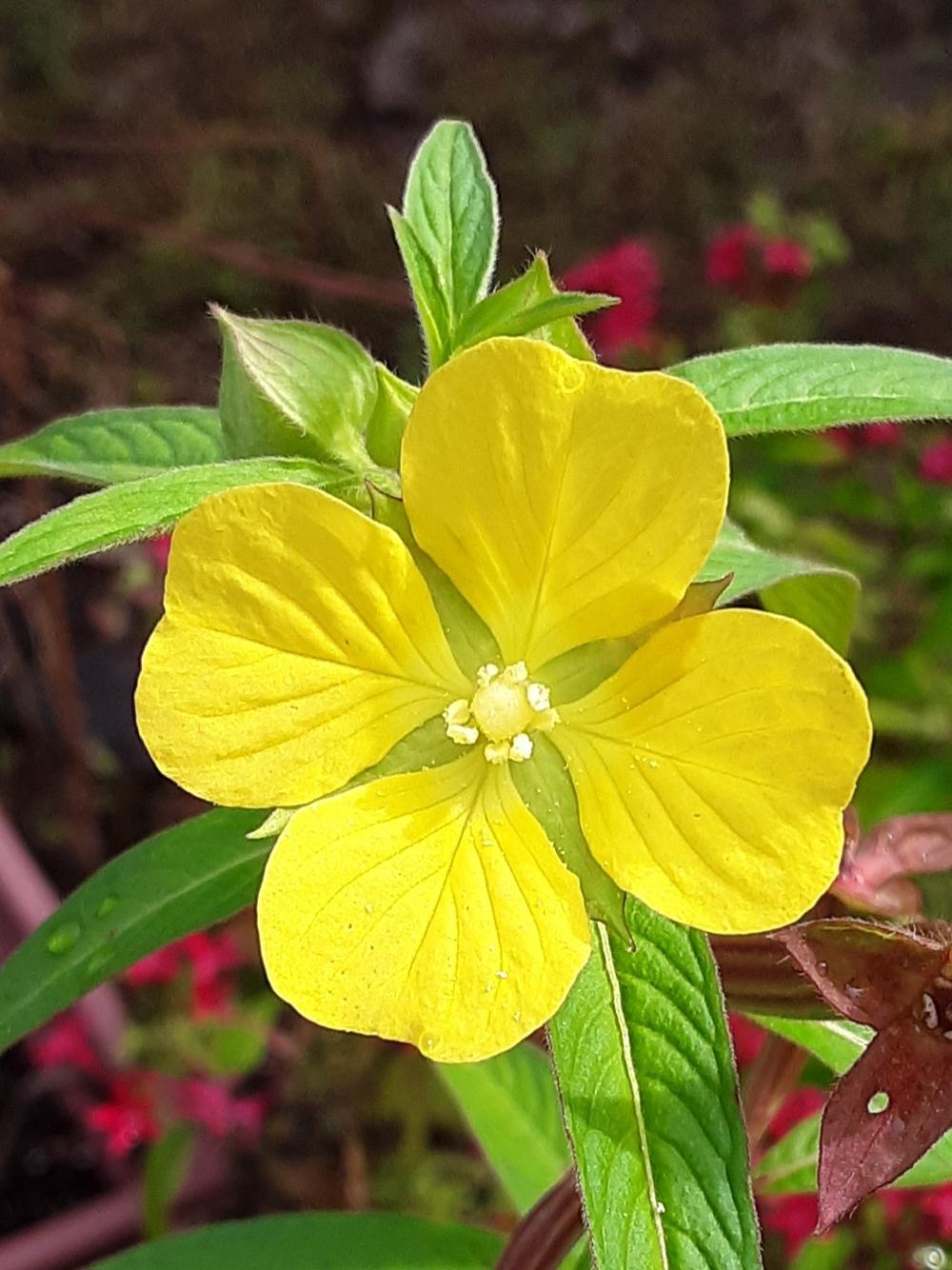 Mexican Primrose Willow (Ludwigia octovalvis) - Garden.org