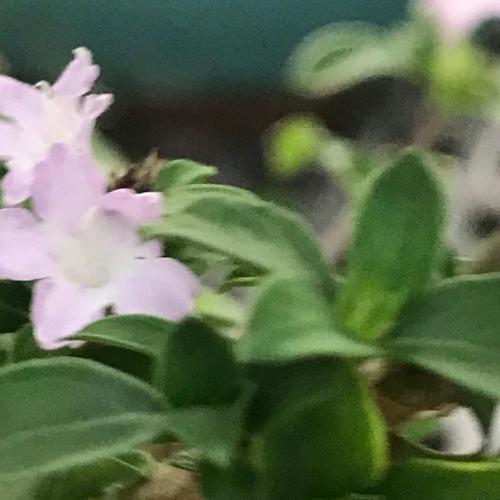 Snow Rose (Serissa japonica 'Variegated Pink') - Garden.org