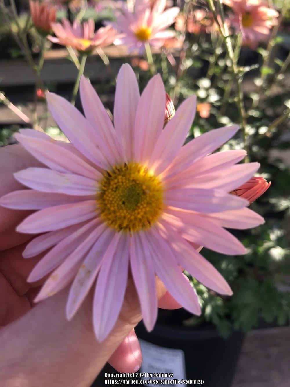 Photo of the bloom of Hardy Chrysanthemum (Chrysanthemum 'Hillside ...