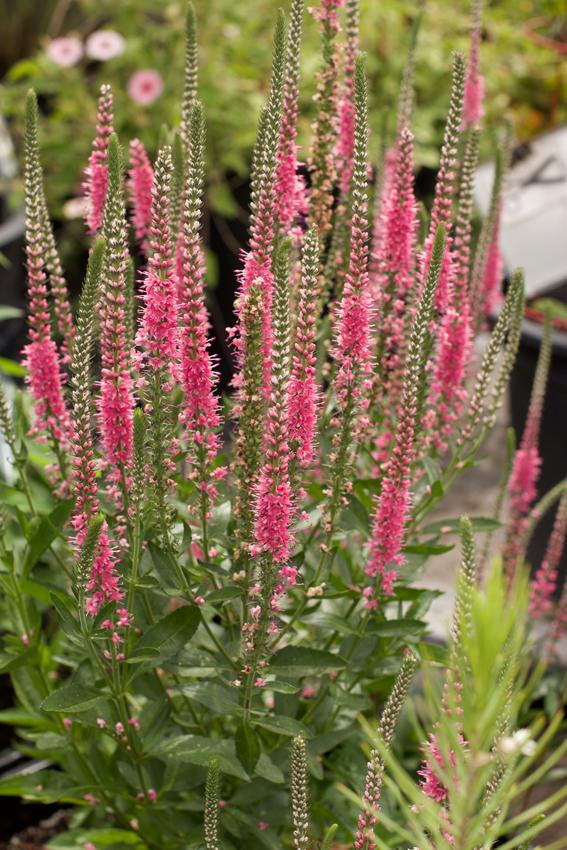 Photo of the entire plant of Spike Speedwell (Veronica 'Perfectly ...