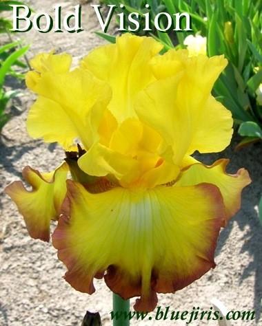 Photo of the bloom of Tall Bearded Iris (Iris 'Bold Vision') posted by ...