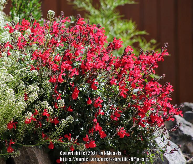 Photo of the entire plant of Sage (Salvia Arctic Blaze™ Red) posted by ...