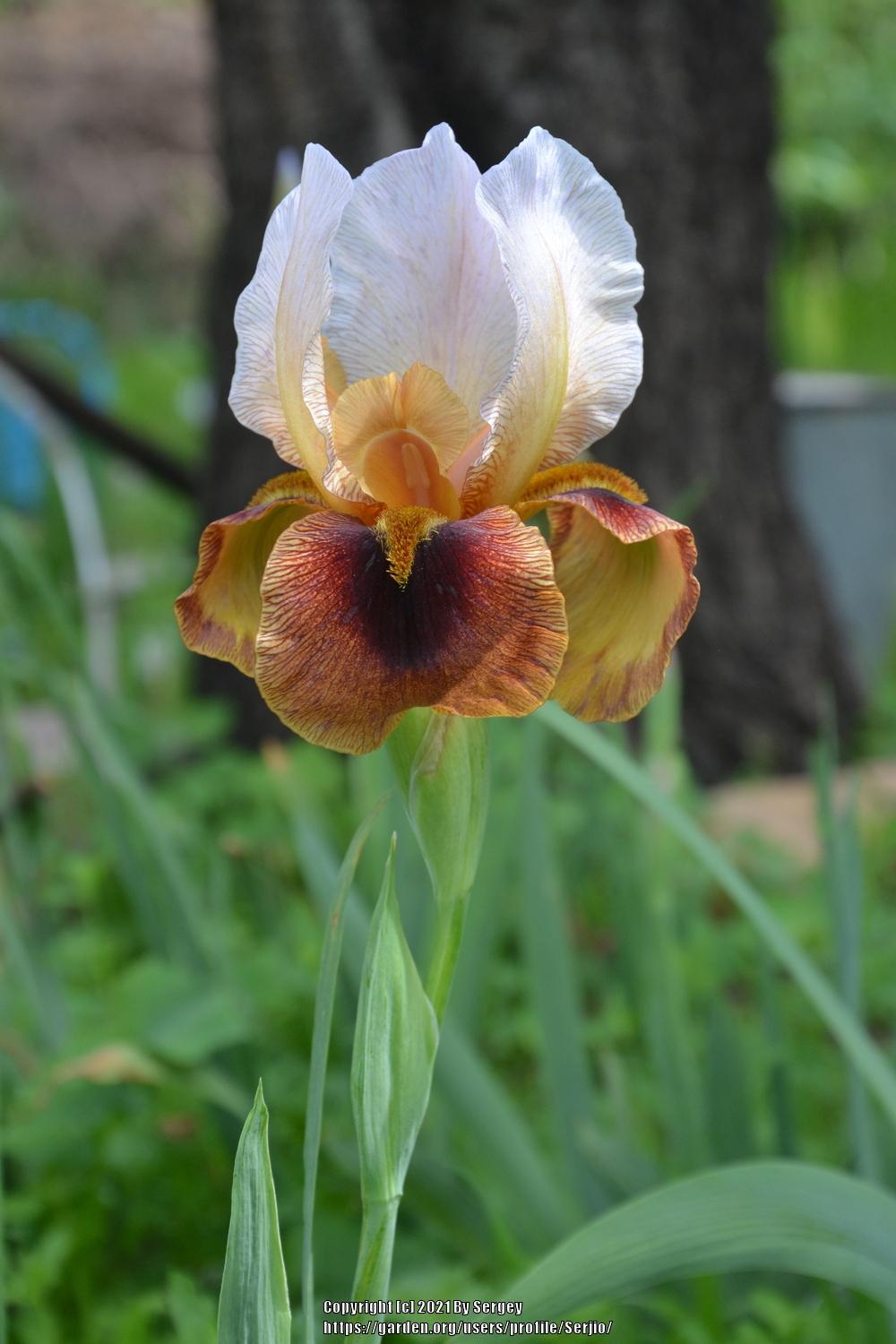 Photo of the bloom of Arilbred Iris (Iris 'Shaman's Magic') posted by ...