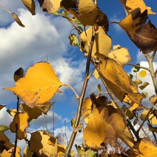 Quaking Aspen (Populus tremuloides Summer Shimmer®) - Garden.org