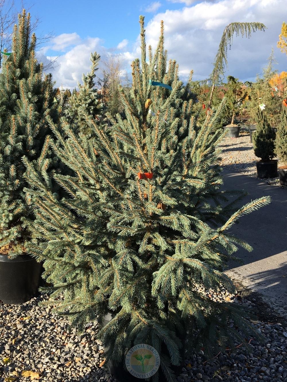 Spruce (Picea engelmannii 'Blue Magoo') in the Spruces Database ...
