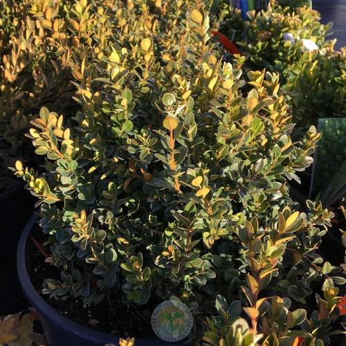 Littleleaf Boxwood (Buxus microphylla 'Little Missy') - Garden.org