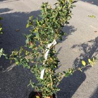 Photo of the seedling or young plant of Common Boxwood (Buxus ...